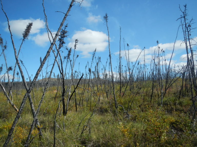 Boreal Vegetation Dynamics – Global Earth Observation & Dynamics of ...