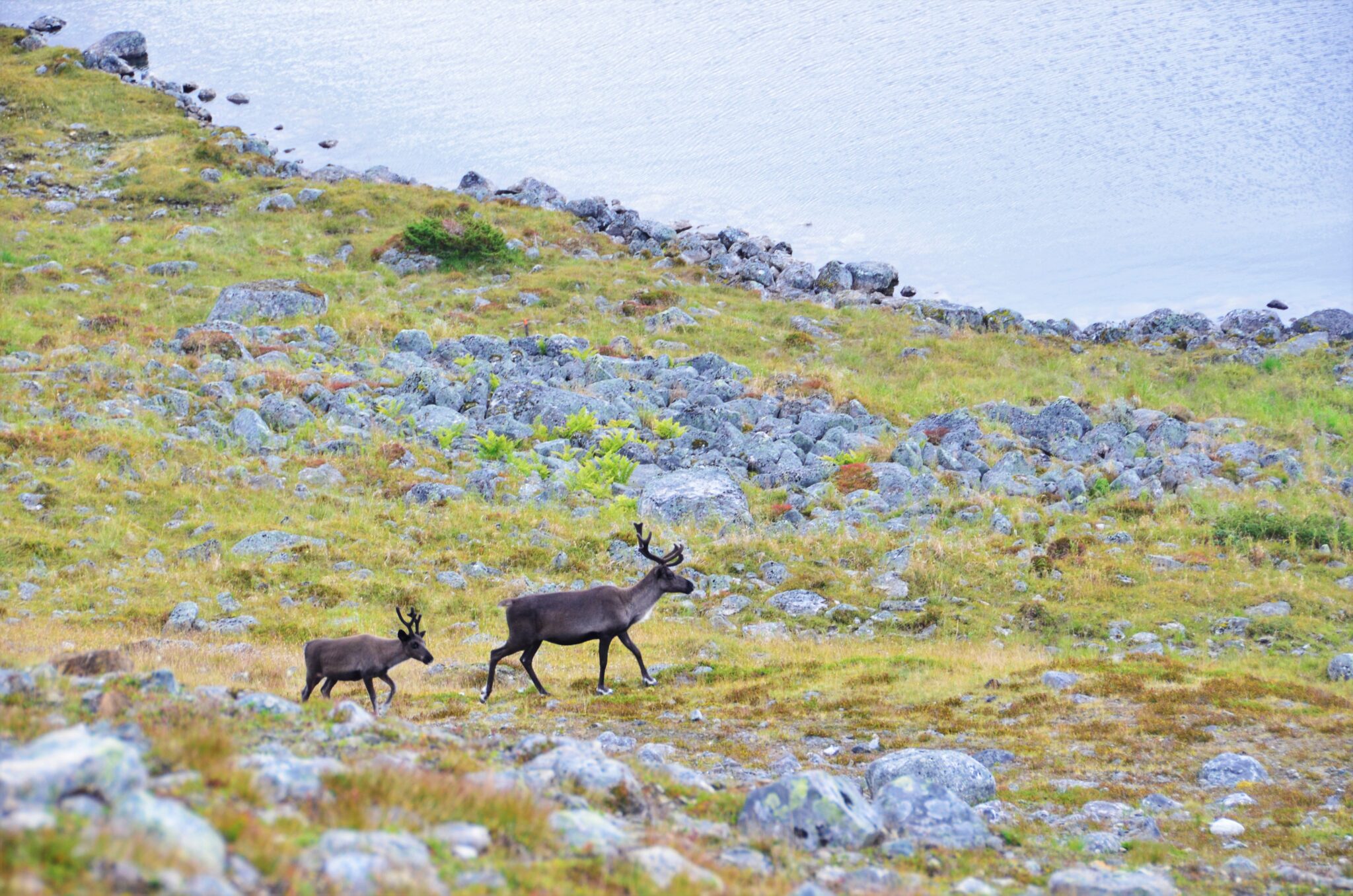 Fate of the Caribou – Global Earth Observation & Dynamics of Ecosystems ...
