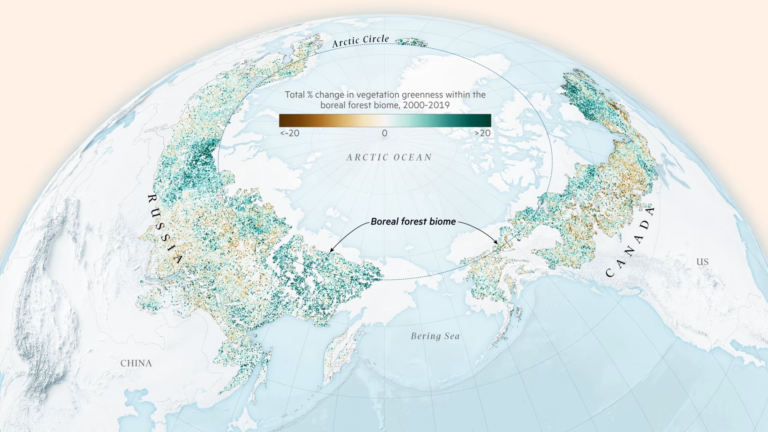 Ancient subarctic forests at risk from climate change and war – Global ...